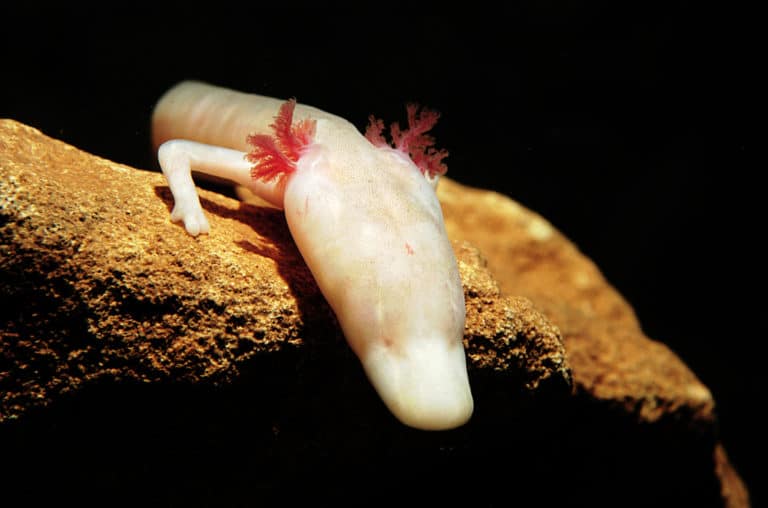 Čovječja ribica: 11 zanimljivosti i činjenica - Mr.Sc